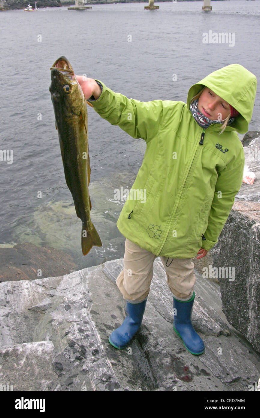 cod, Atlantic cod, codling (Gadus morhua), boy proudly presenting his ...