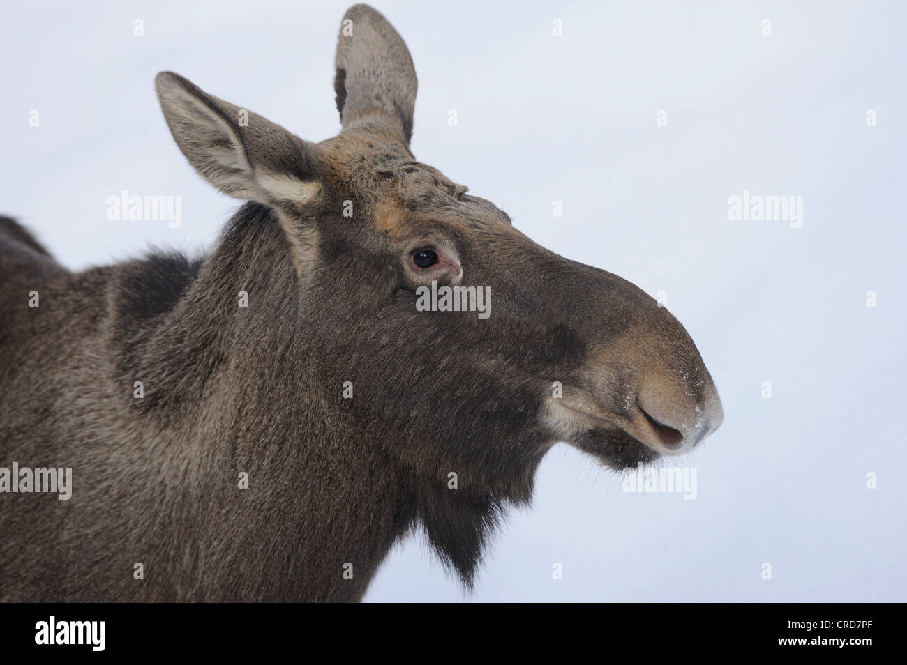 Moose (Alces alces), close-up Stock Photo - Alamy