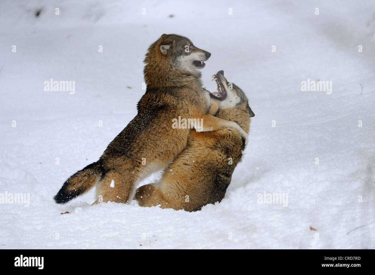 Wolf canis lupus two hi-res stock photography and images - Alamy