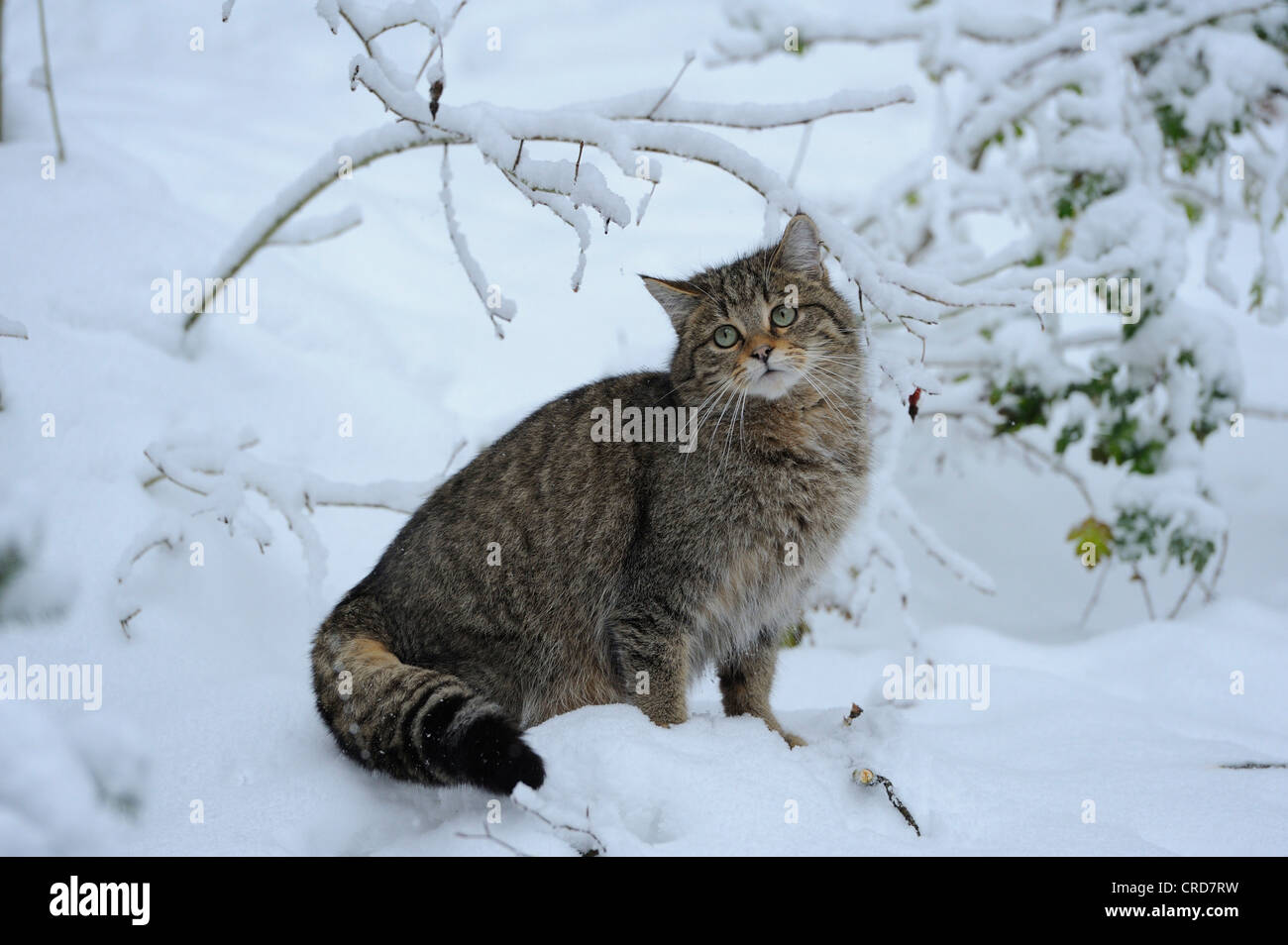 European Wildcat (Felis silvestris silvestris) in snow Stock Photo - Alamy