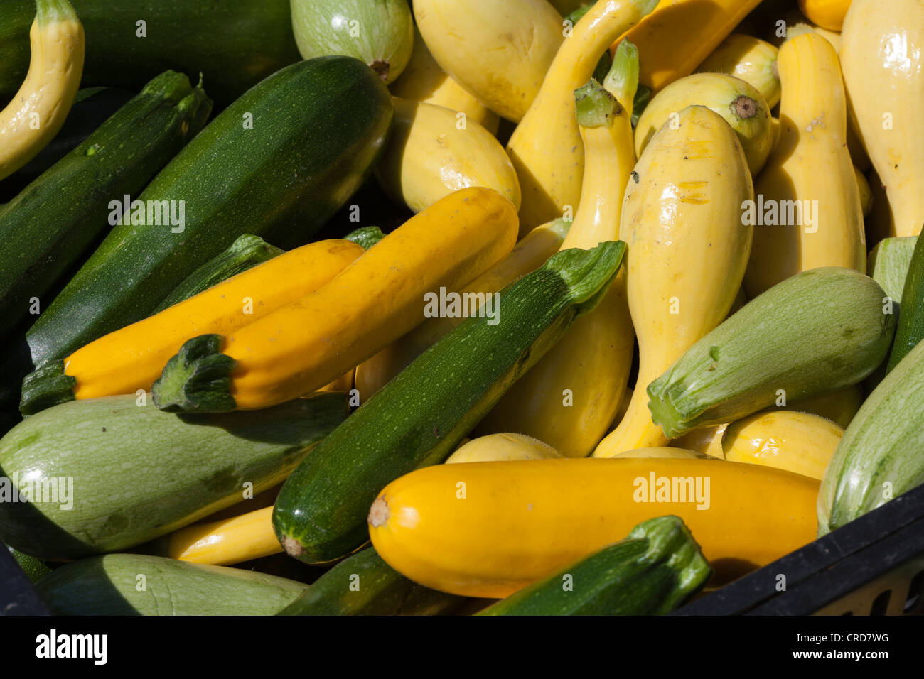 Zucchinis at a farmer's market. A pile of green yellow zucchini at a ...