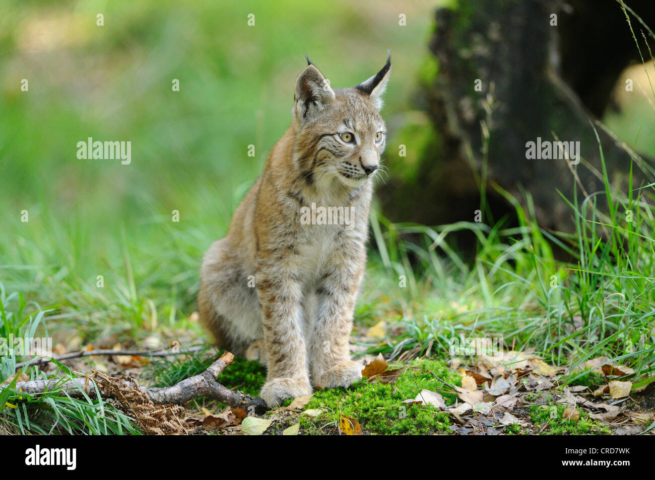 Young Eurasian Lynx (Lynx lynx Stock Photo - Alamy