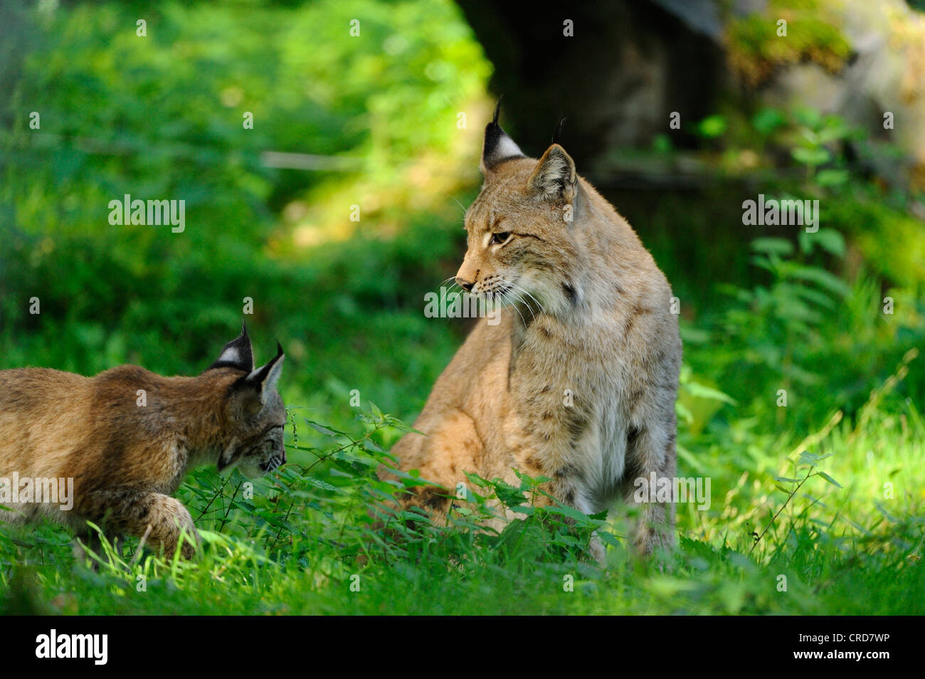 Eurasian Lynx (Lynx lynx) with young Stock Photo - Alamy