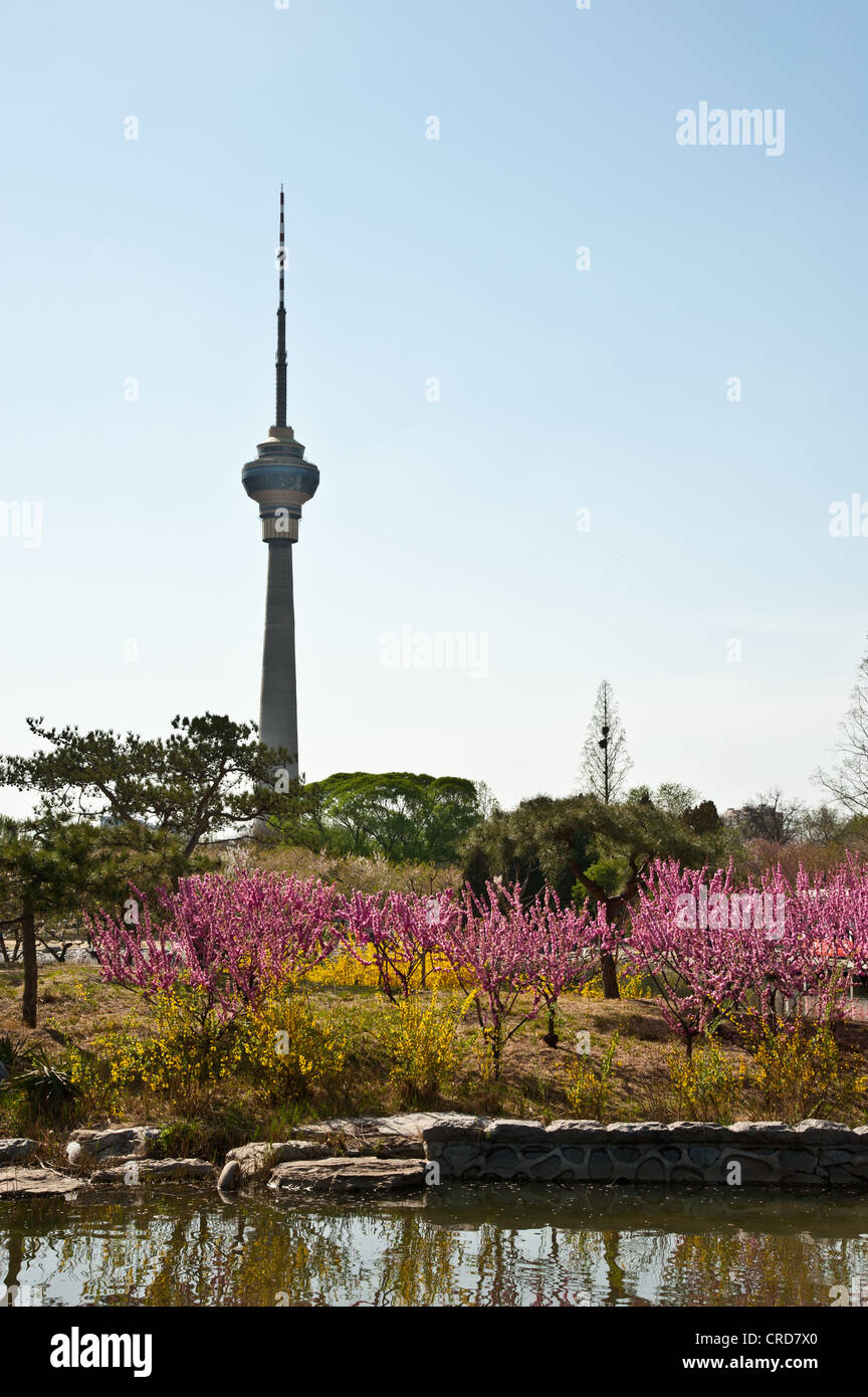 Purple bamboo park hi-res stock photography and images - Alamy