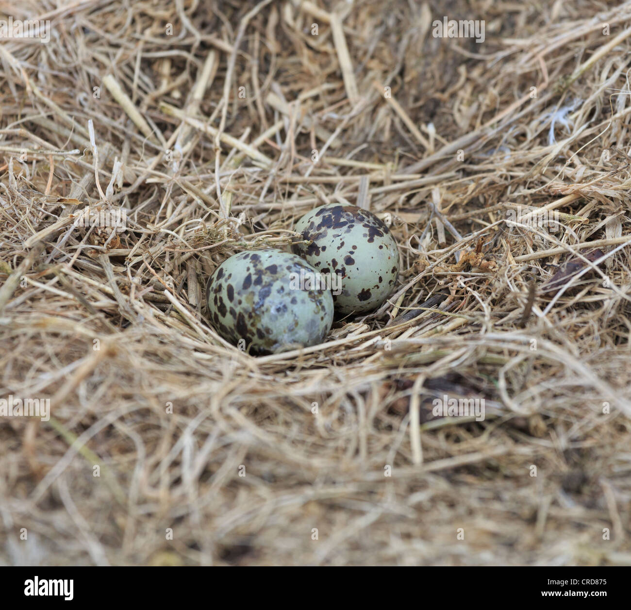 Eggs of Arctic Tern, Sterna paradisaea, in nest. Arctic terns nest in the Farne Islands Stock ...