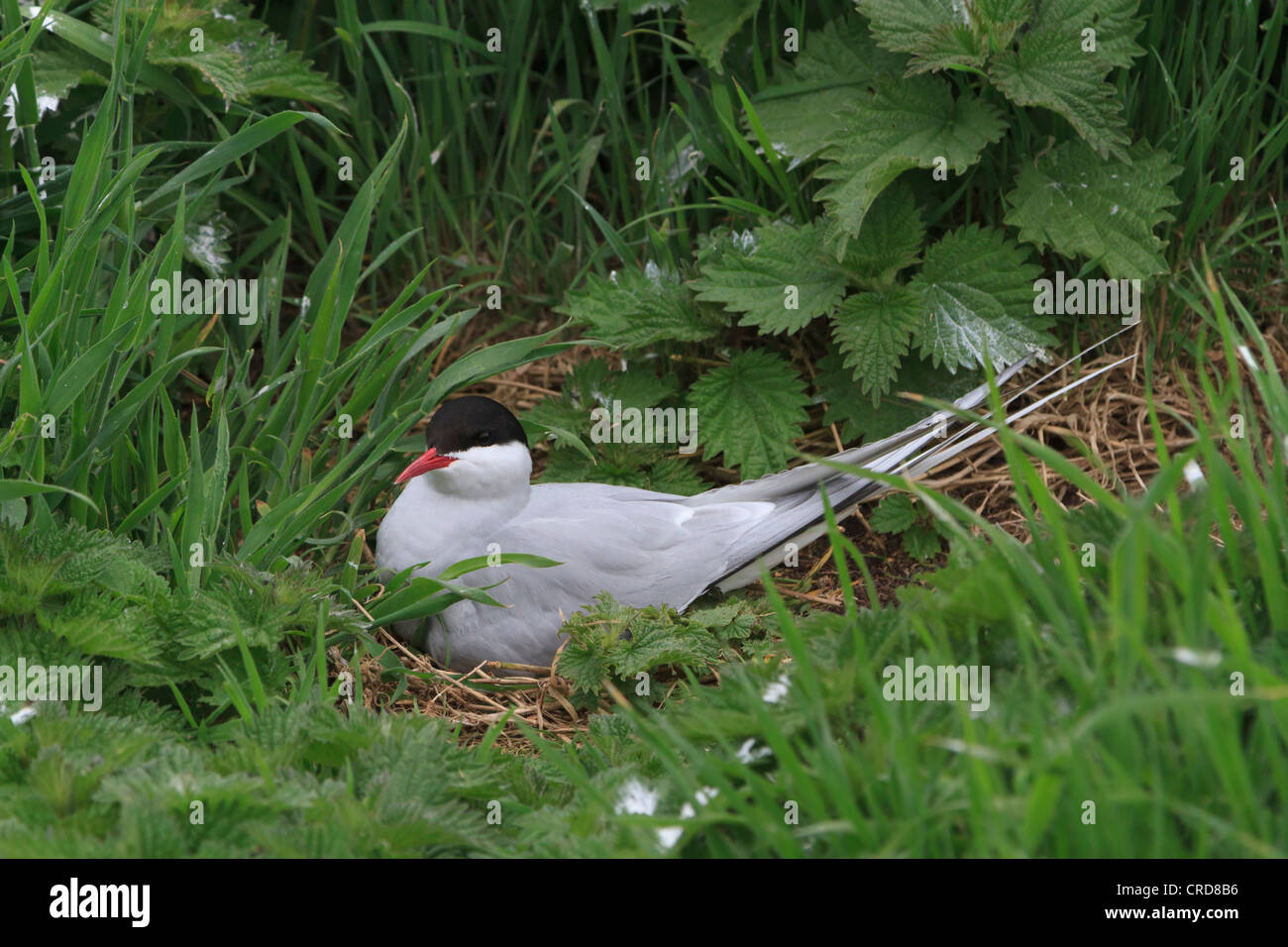 Arctic tern, Sterna paradisaea, sitting on nest Stock Photo - Alamy