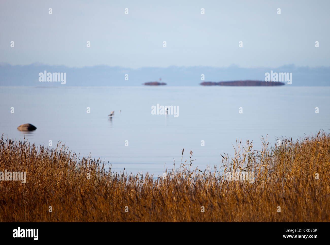 Calm seashore at Bothnian Bay , Finland Stock Photo - Alamy