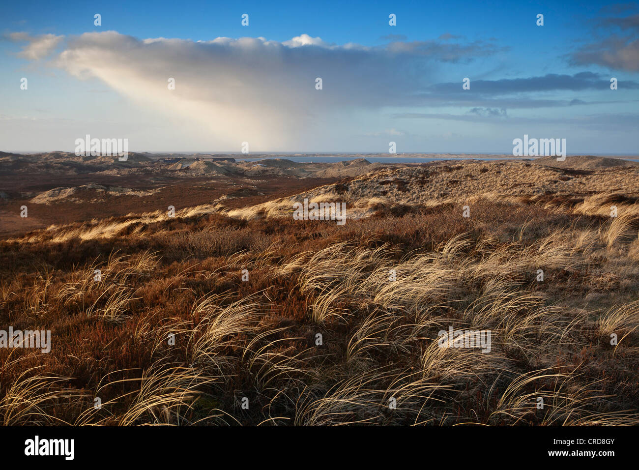 Beach Ellenbogen Sylt Germany High Resolution Stock Photography and ...