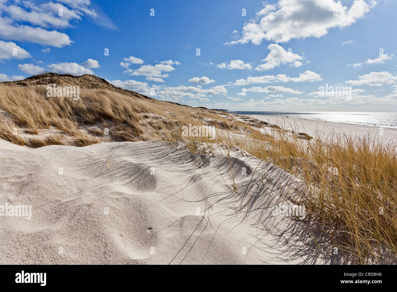 Dunes and North Sea, Sylt, Schleswig-Holstein, Germany, Europe Stock ...