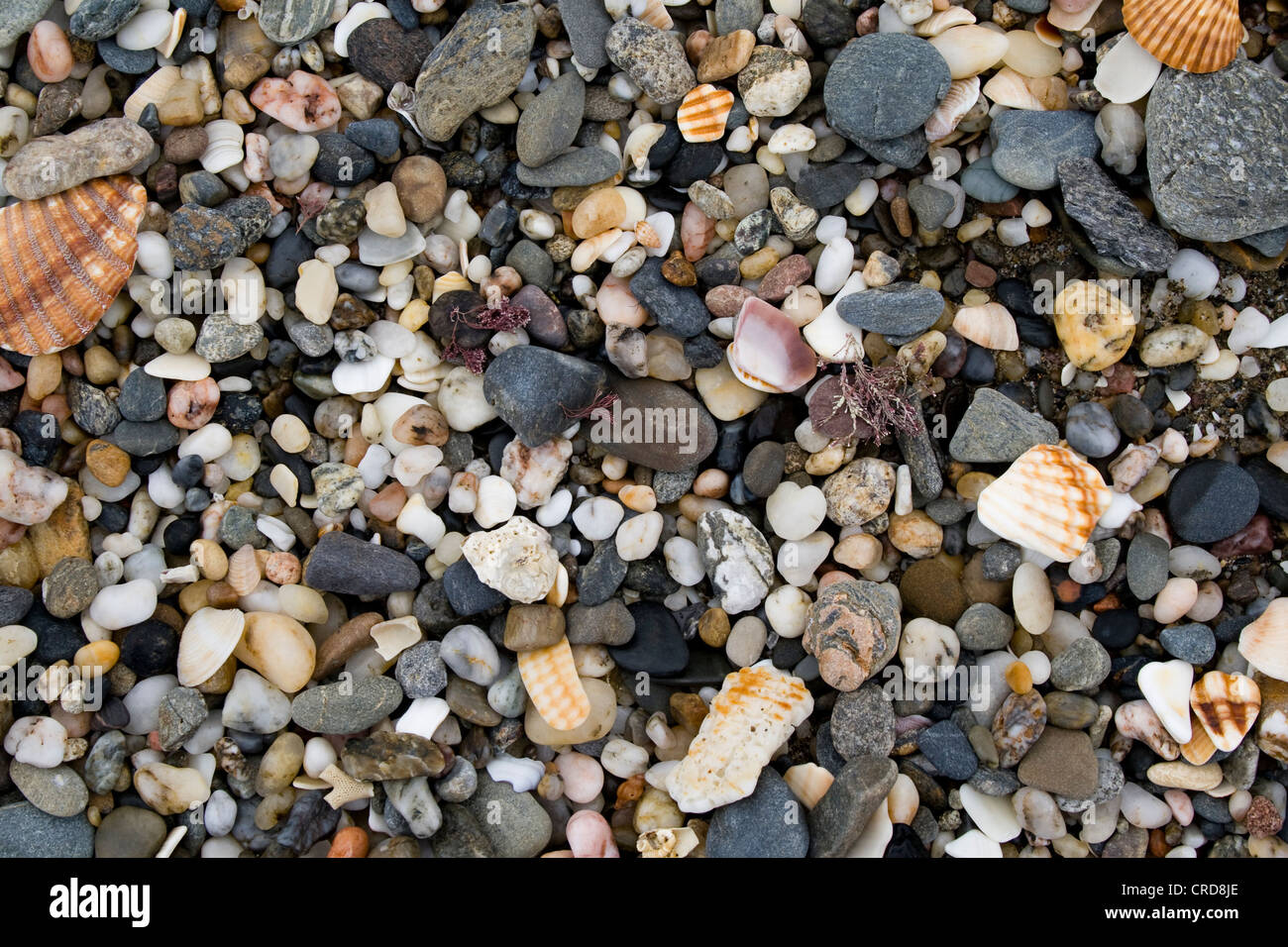 close up of pebbles and shells on a beach Stock Photo - Alamy