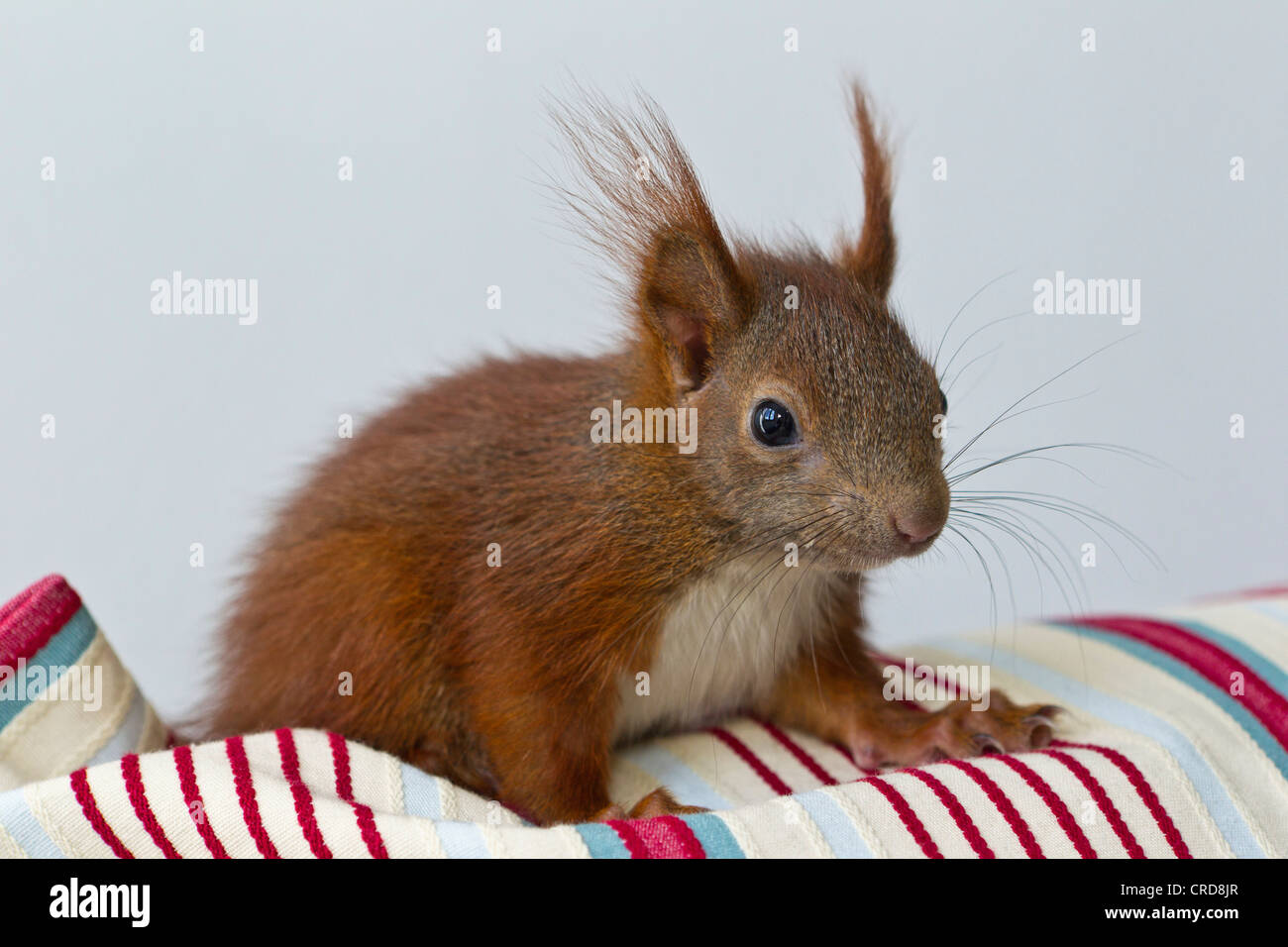 Hand reared animal hi-res stock photography and images - Alamy