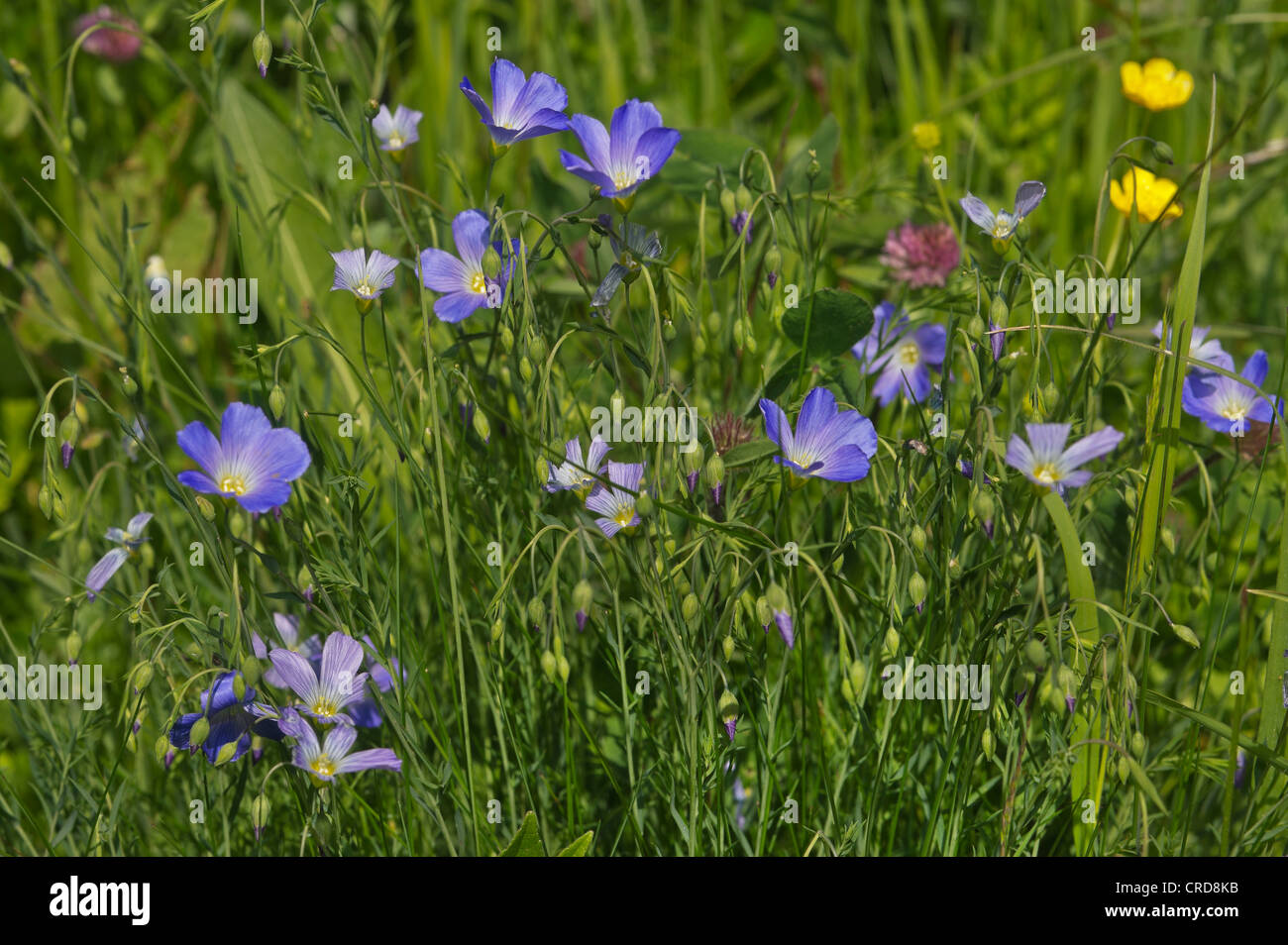 Linum perenne alpinum, Linaceae Stock Photo - Alamy