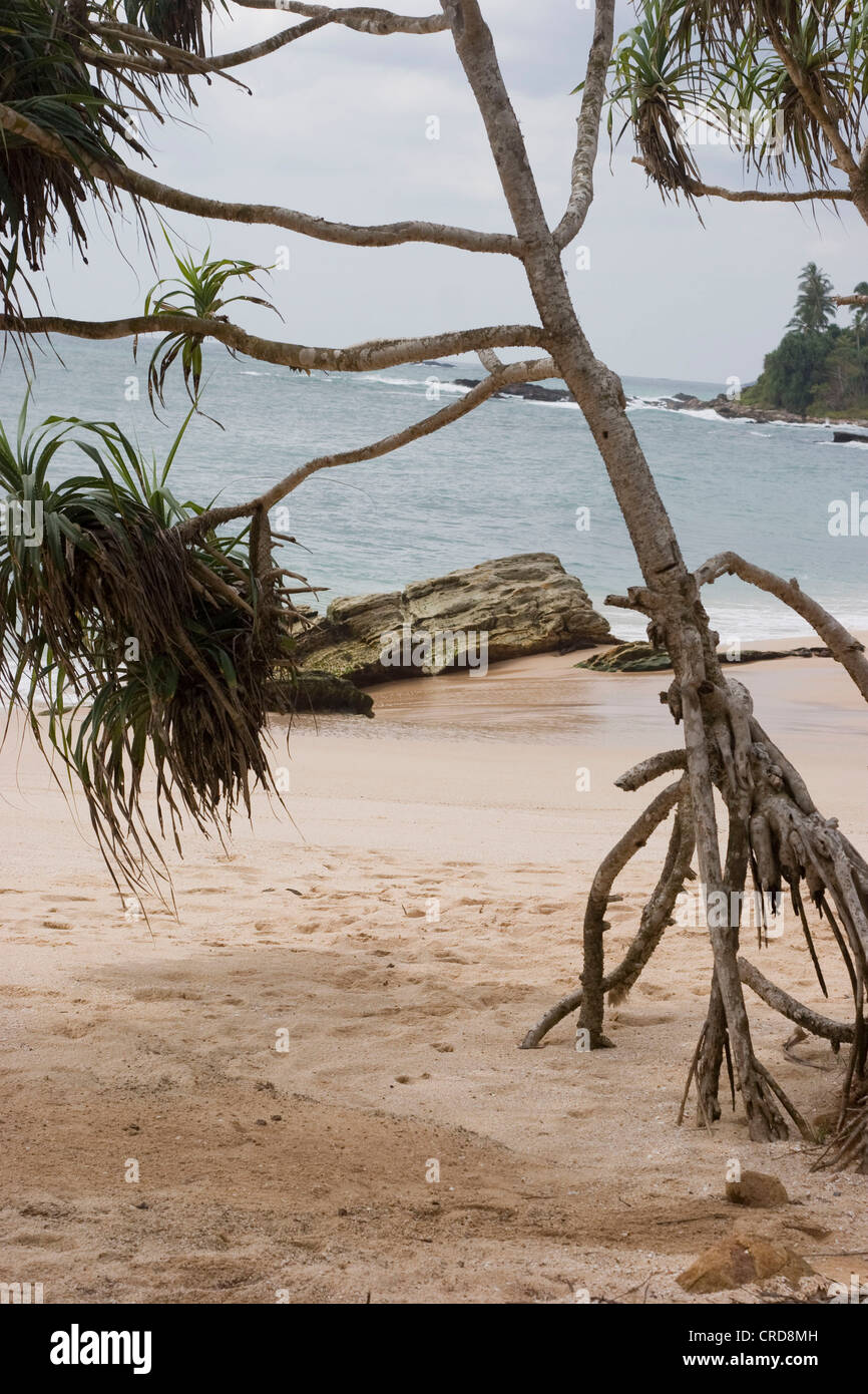Palm roots on the beach Stock Photo - Alamy