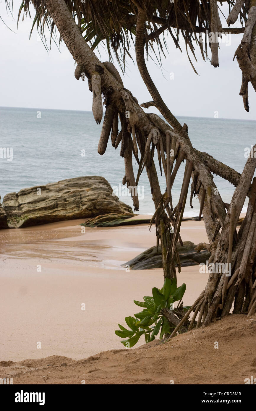 Palm roots and sandy beach Stock Photo - Alamy