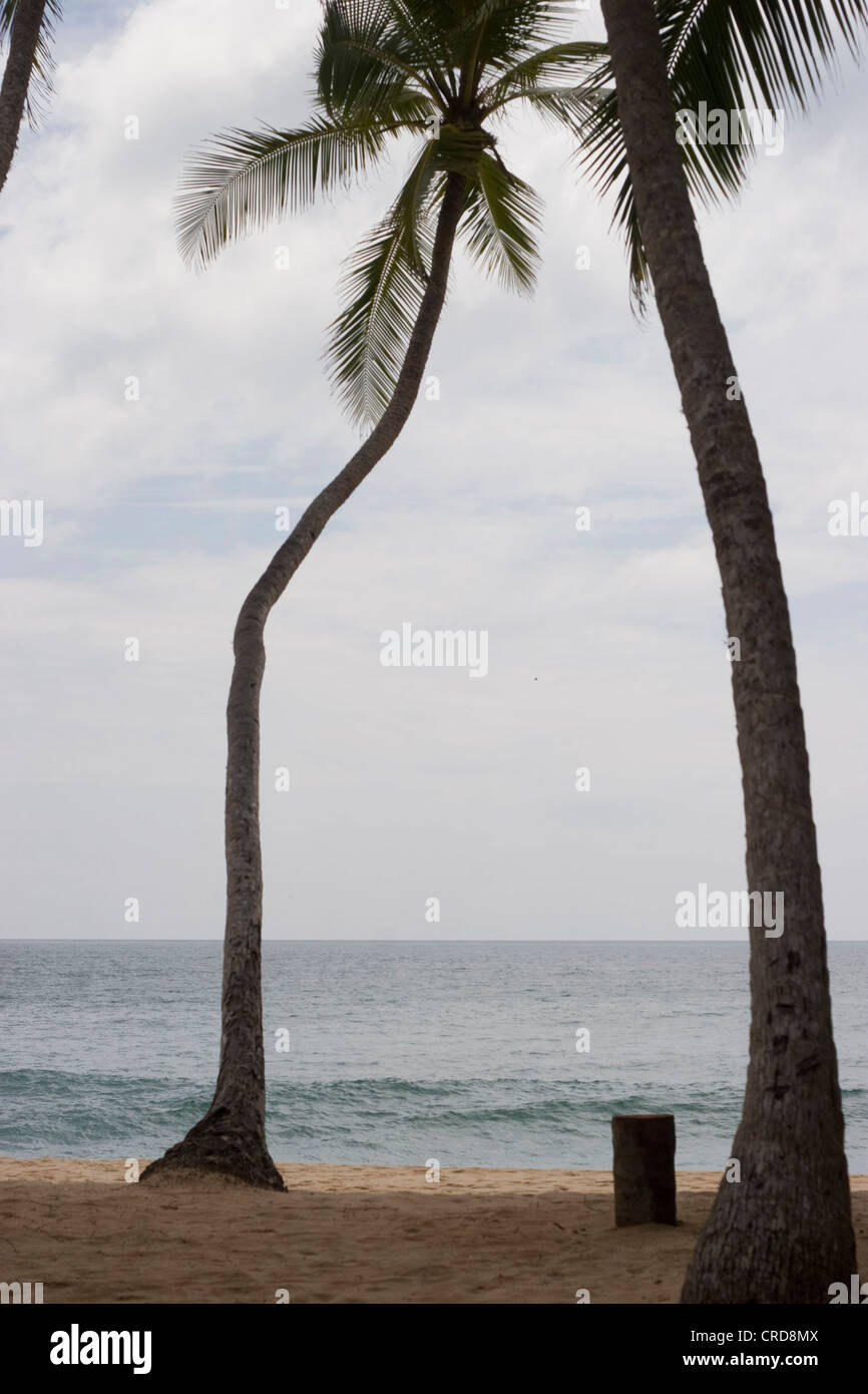 twisted palm trees on the coast Stock Photo - Alamy