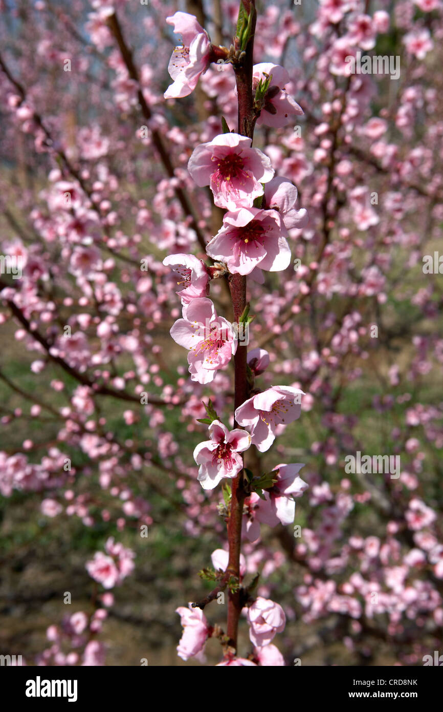 Branch of "nectarine trees" with flowers in spring Stock Photo - Alamy
