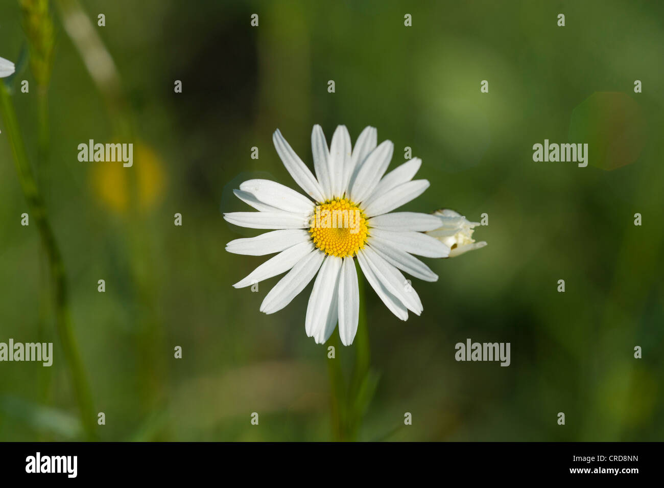 Daisy bloom hi-res stock photography and images - Alamy