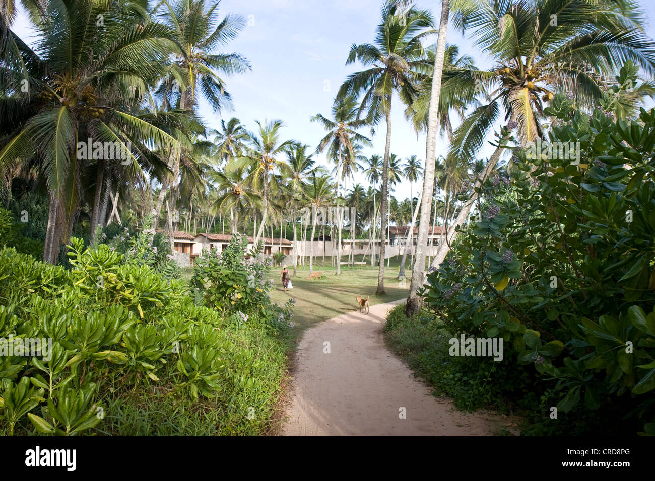 Path to hotel resort in Sri Lanks Stock Photo - Alamy