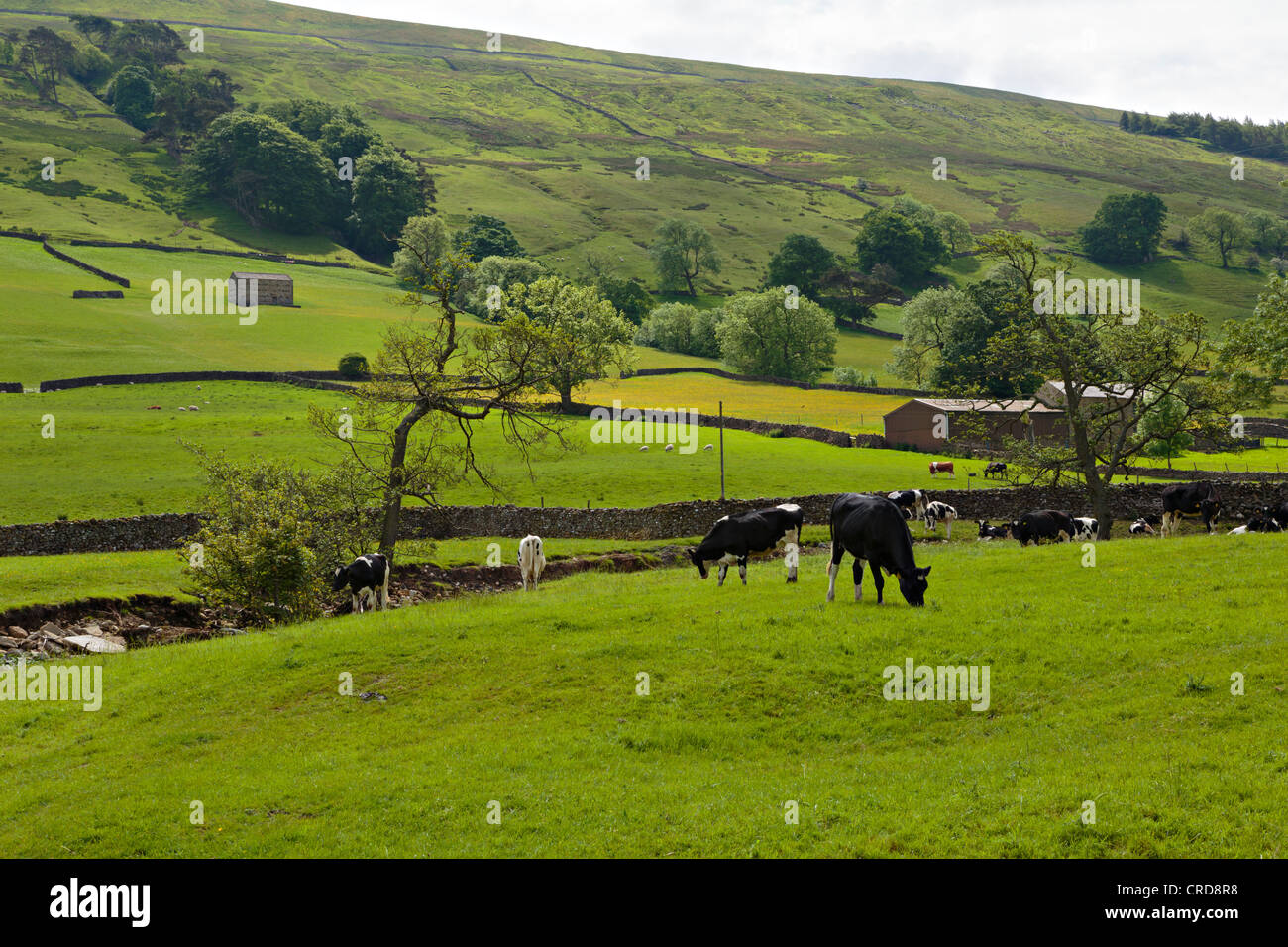 Bishopdale, Yorkshire Dales National Park Stock Photo - Alamy