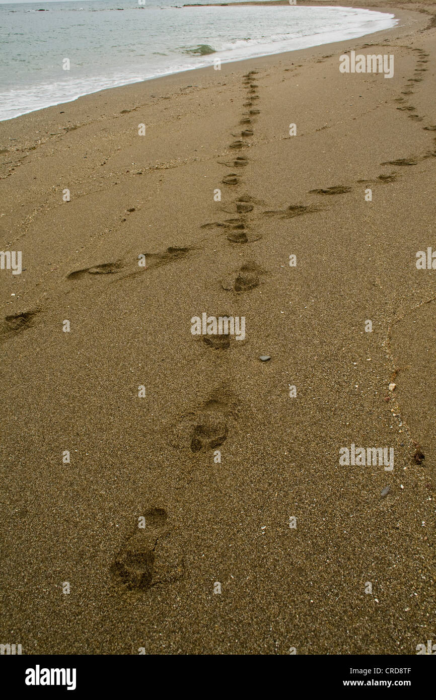Footprints on a sandy beach (2 Stock Photo - Alamy
