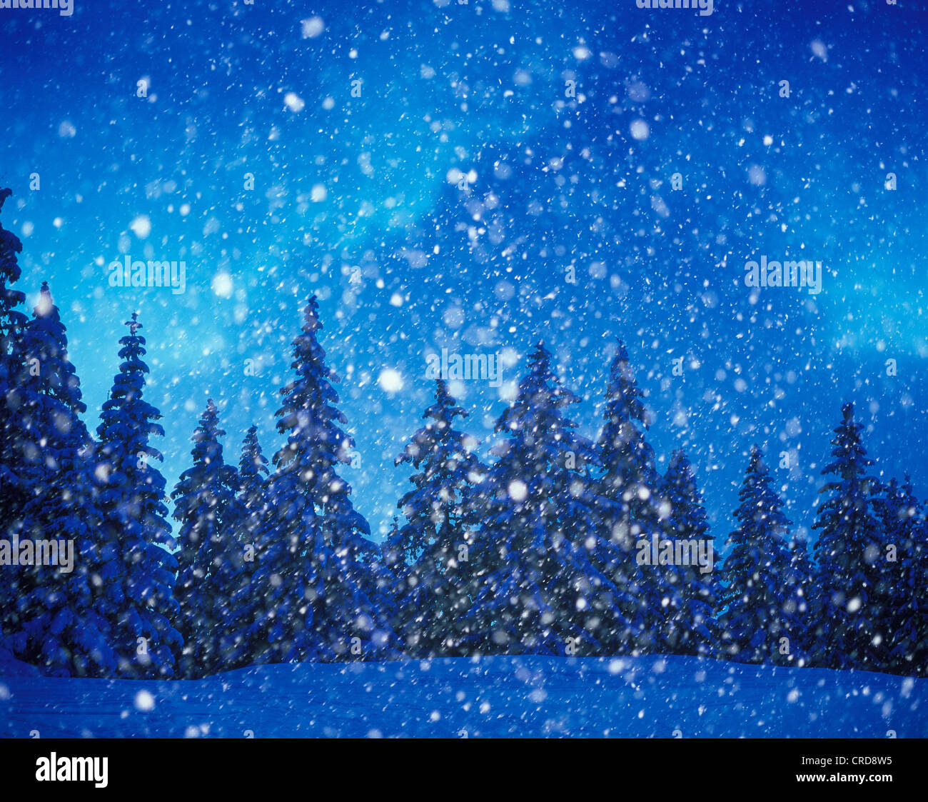 Snowfall in front trees hi-res stock photography and images - Alamy