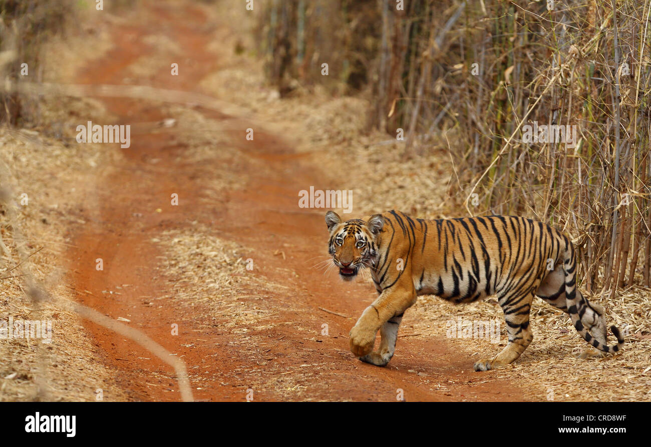 Young Bengal tiger stealthily crosses the dirt track while staring into ...