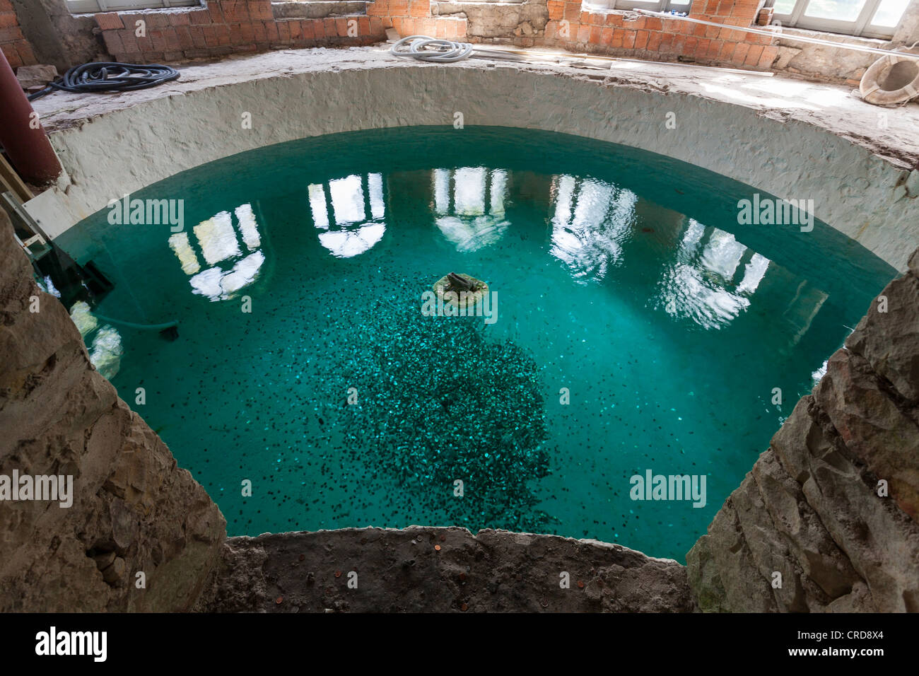 Pool, tossed coins, and a frog, A frog sculpture floats in a partially ...