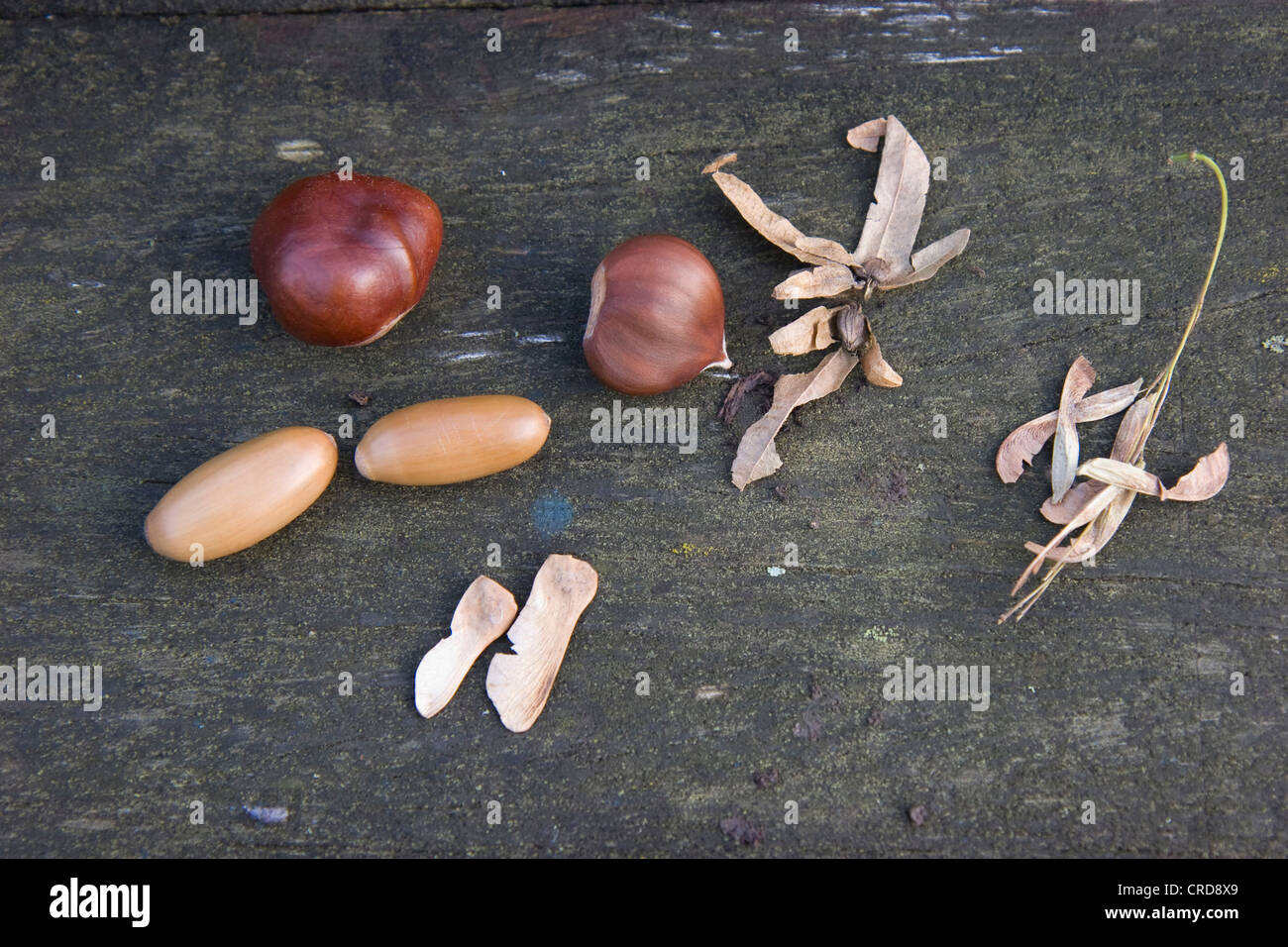 Seeds from trees Stock Photo - Alamy