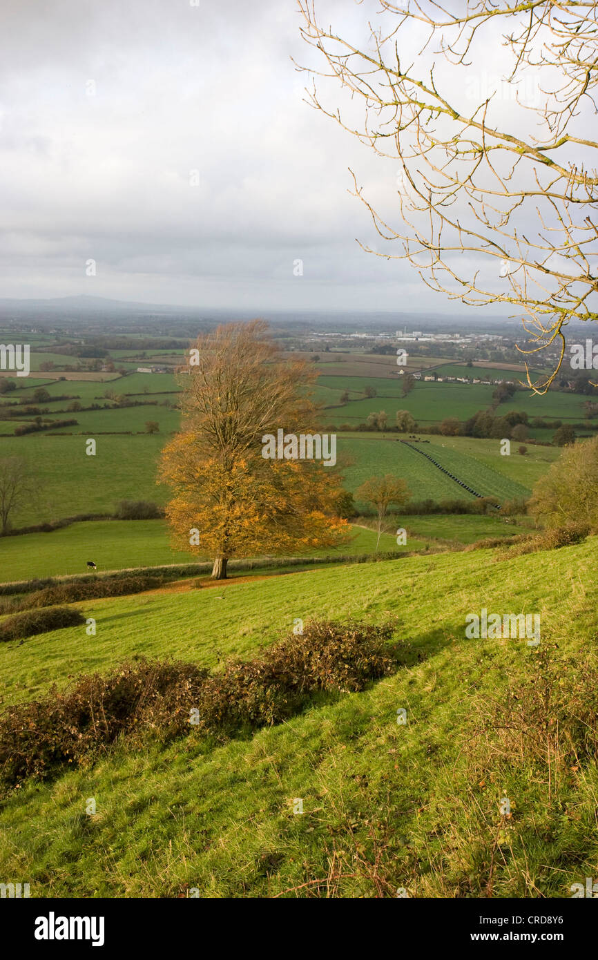 Autumn beach tree on hillside Stock Photo - Alamy