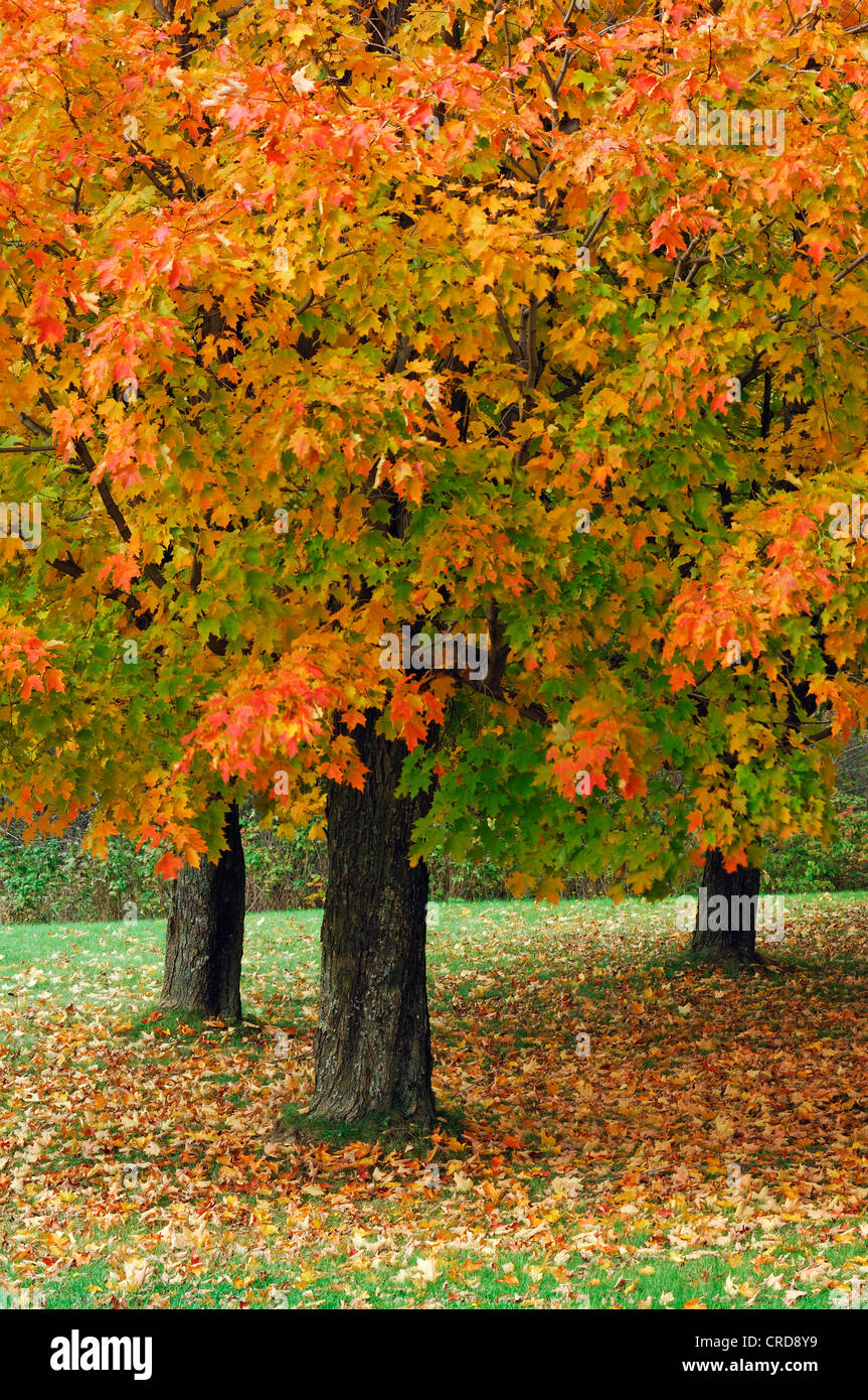 Three leaved maple hi-res stock photography and images - Alamy