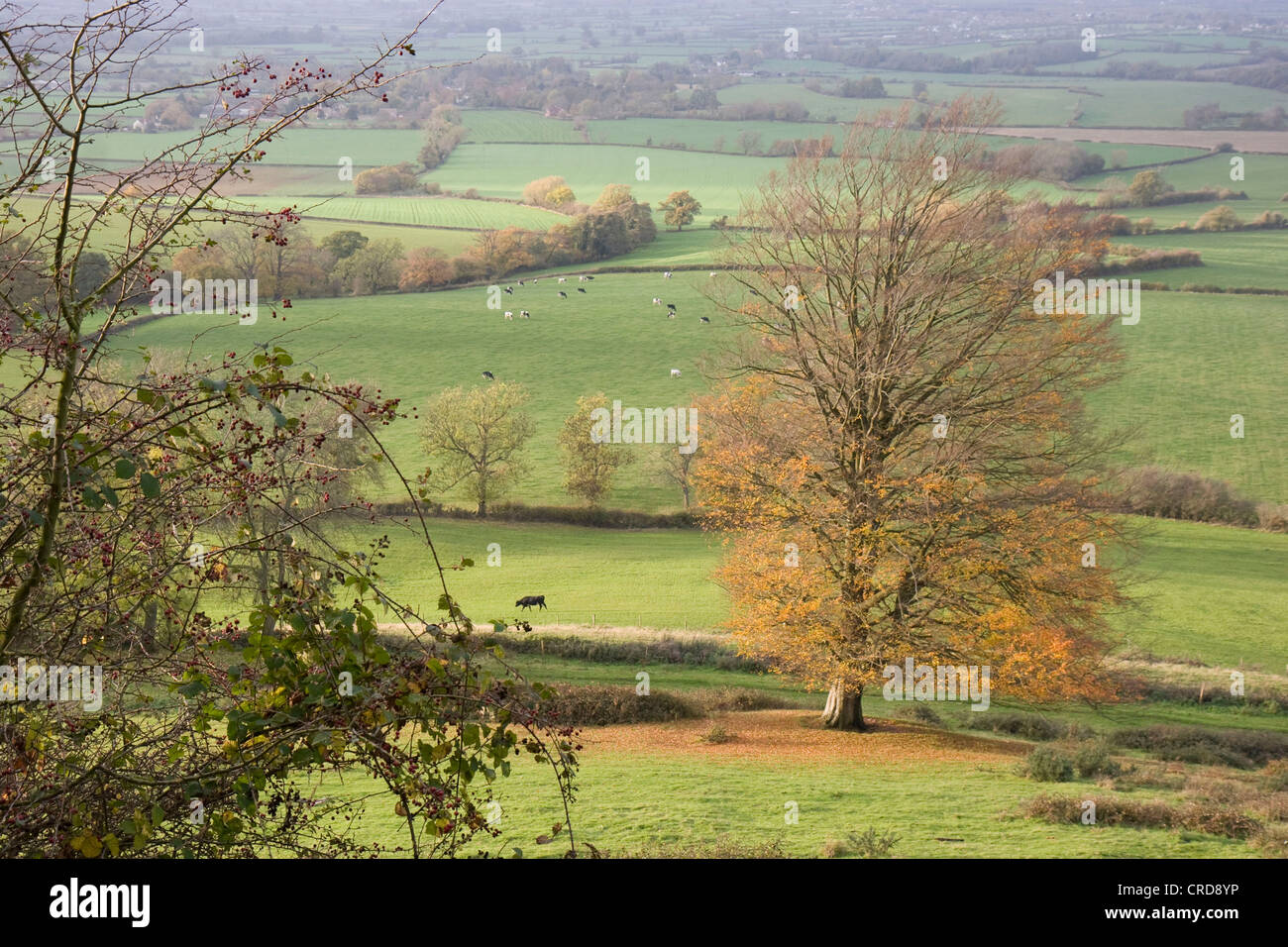 Autumn beach tree on hillside Stock Photo - Alamy