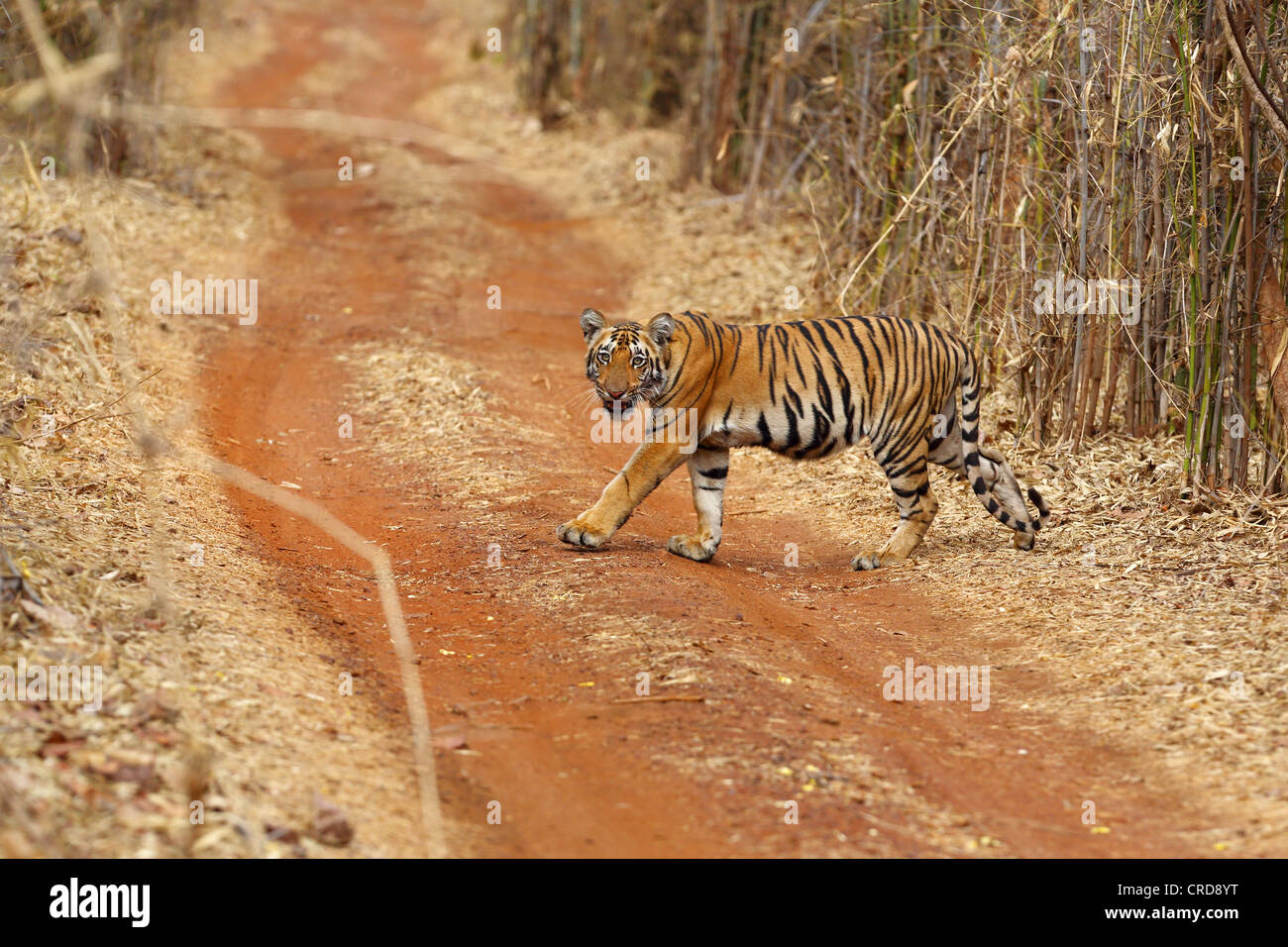 Young Bengal tiger stealthily crosses the dirt track while staring into ...