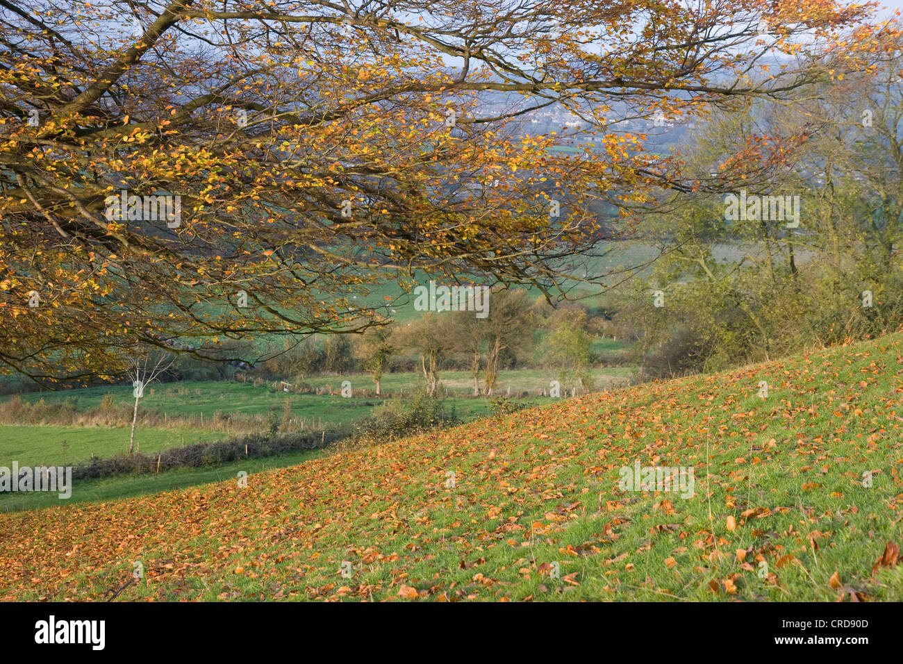 Autumn beach tree on hillside Stock Photo - Alamy