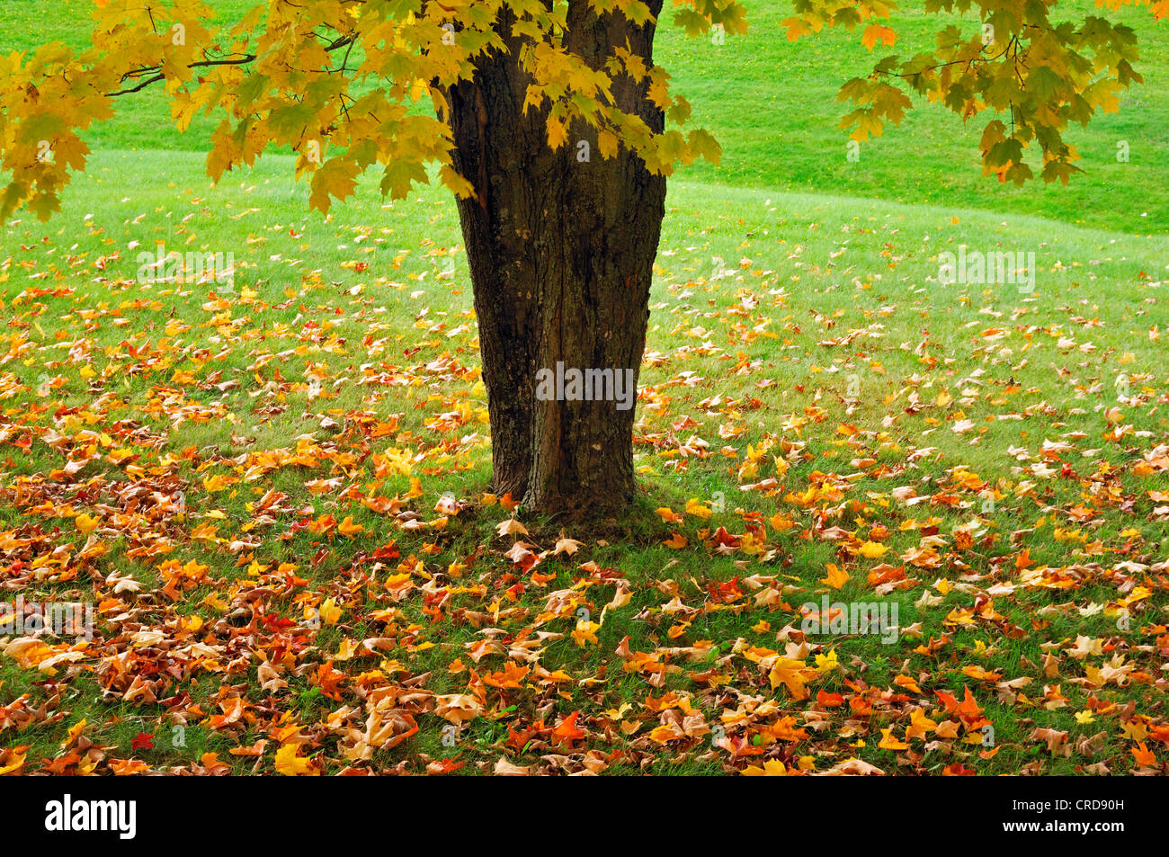 maple (Acer spec.), tree trunk with autumn foliage, USA, New England ...