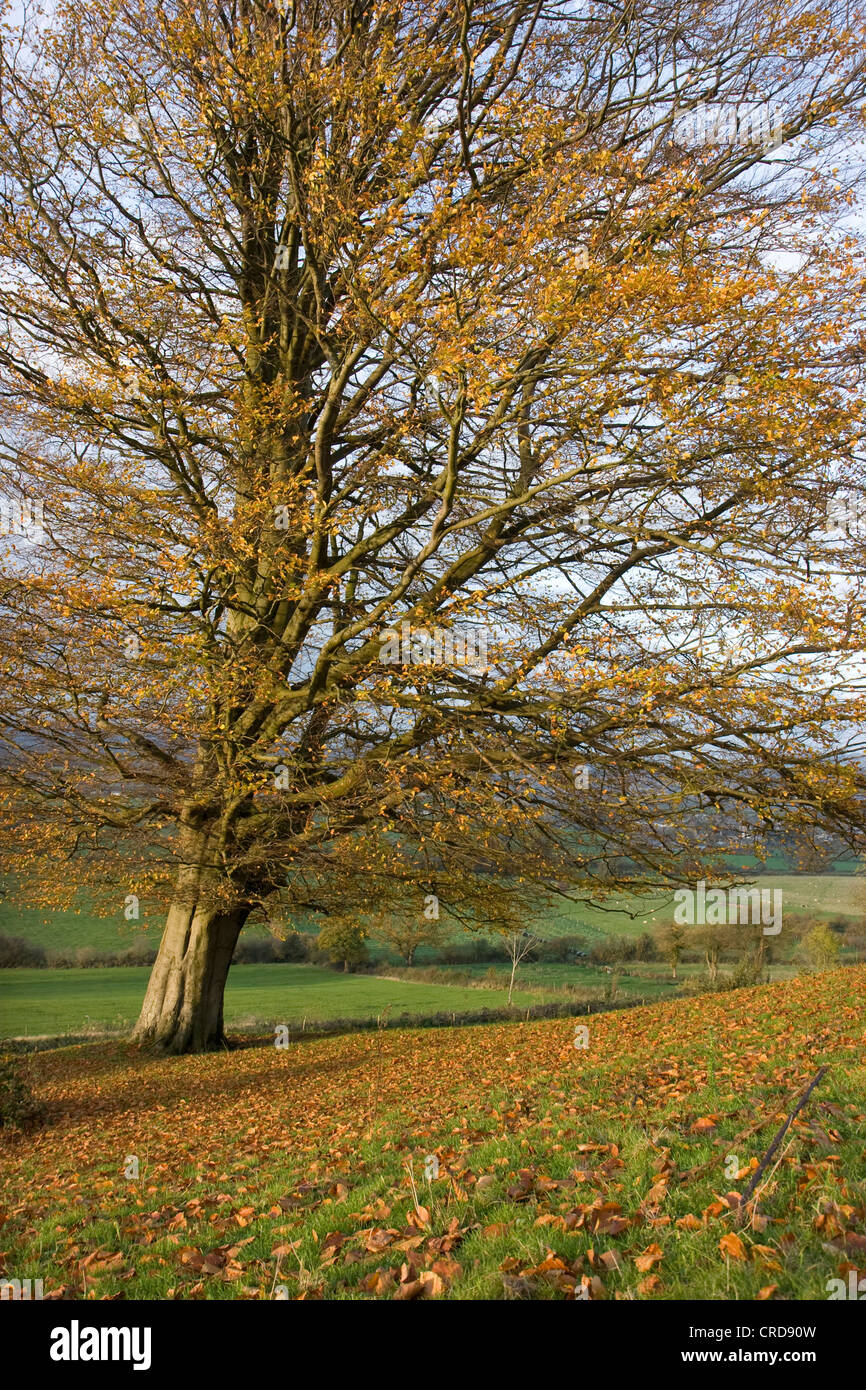 Autumn beach tree on hillside Stock Photo - Alamy