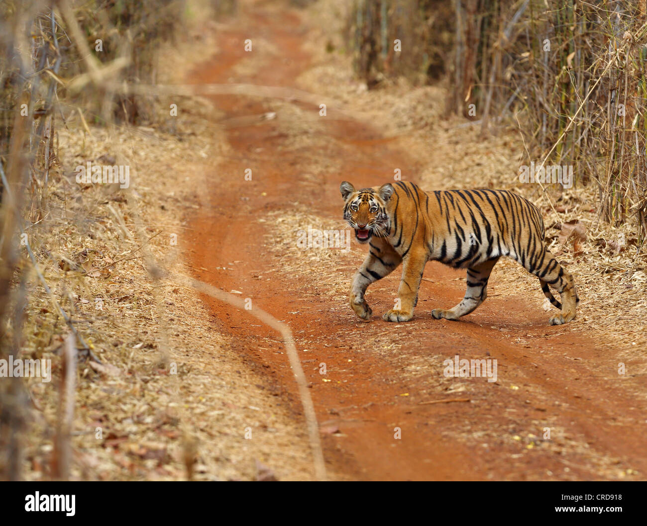 Young Bengal tiger stealthily crosses the dirt track while staring into ...