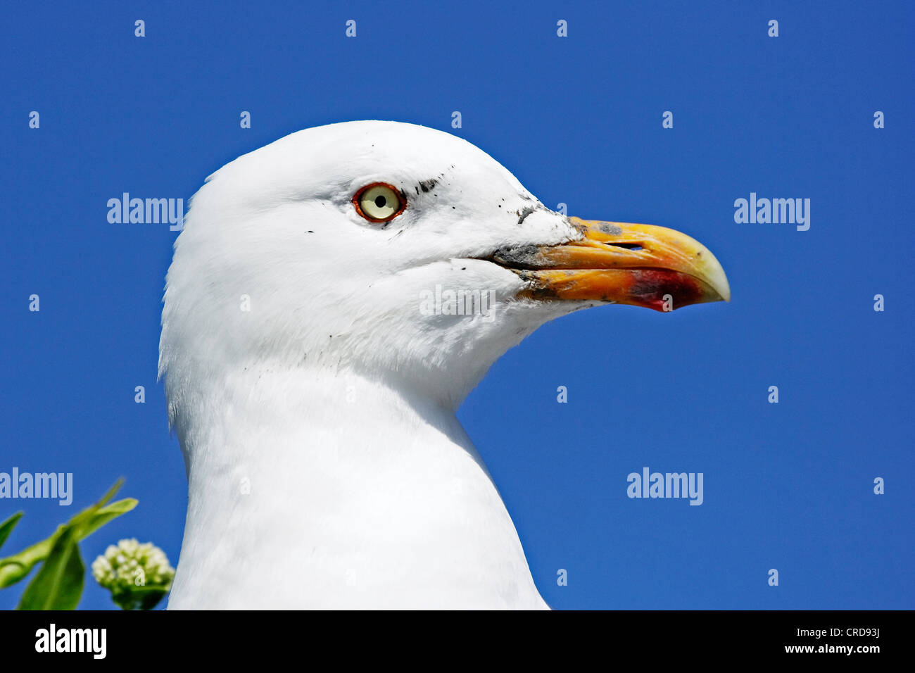 A 'head and shoulders' portrait of a Herring Gull (Larus argentatus ...