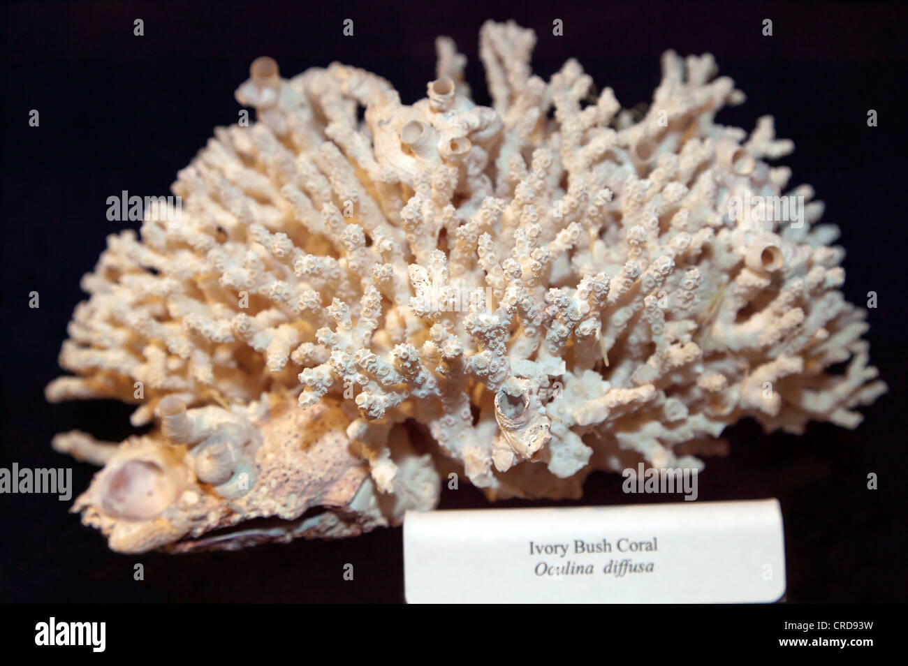 Ivory Bush Coral