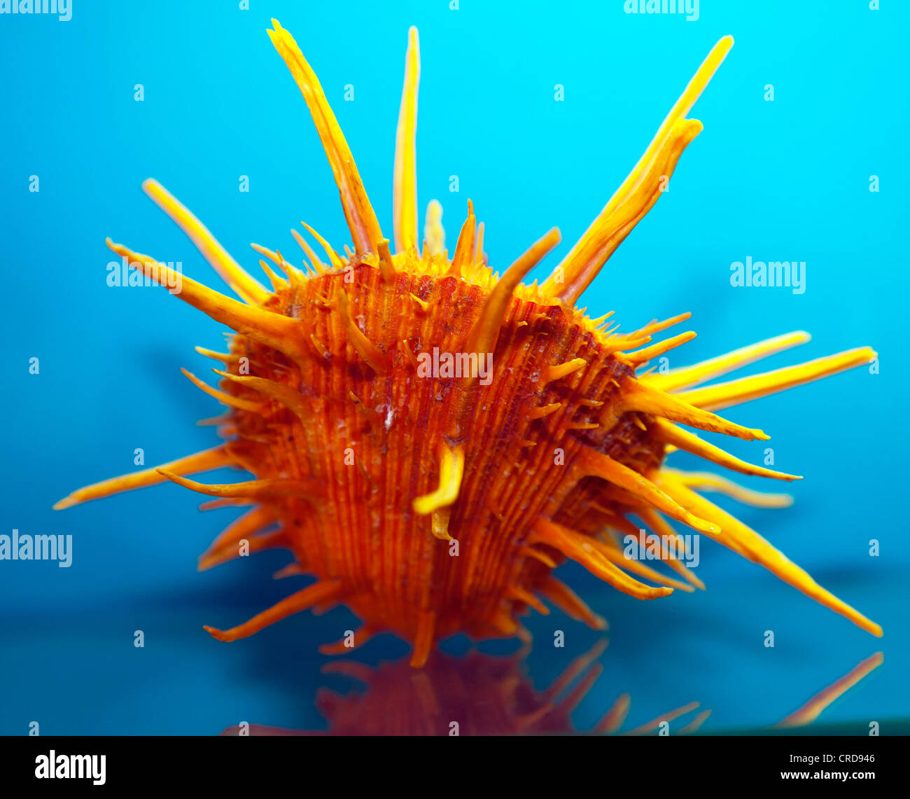 Mollusk shell hi-res stock photography and images - Alamy