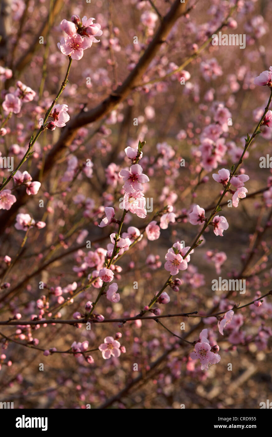 Branch of "nectarine trees" with flowers in spring Stock Photo - Alamy