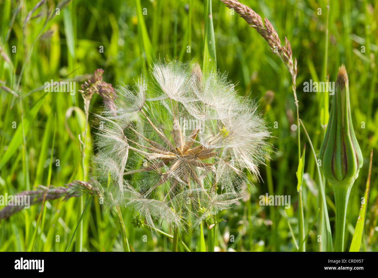 Dandelion head detail Stock Photo - Alamy