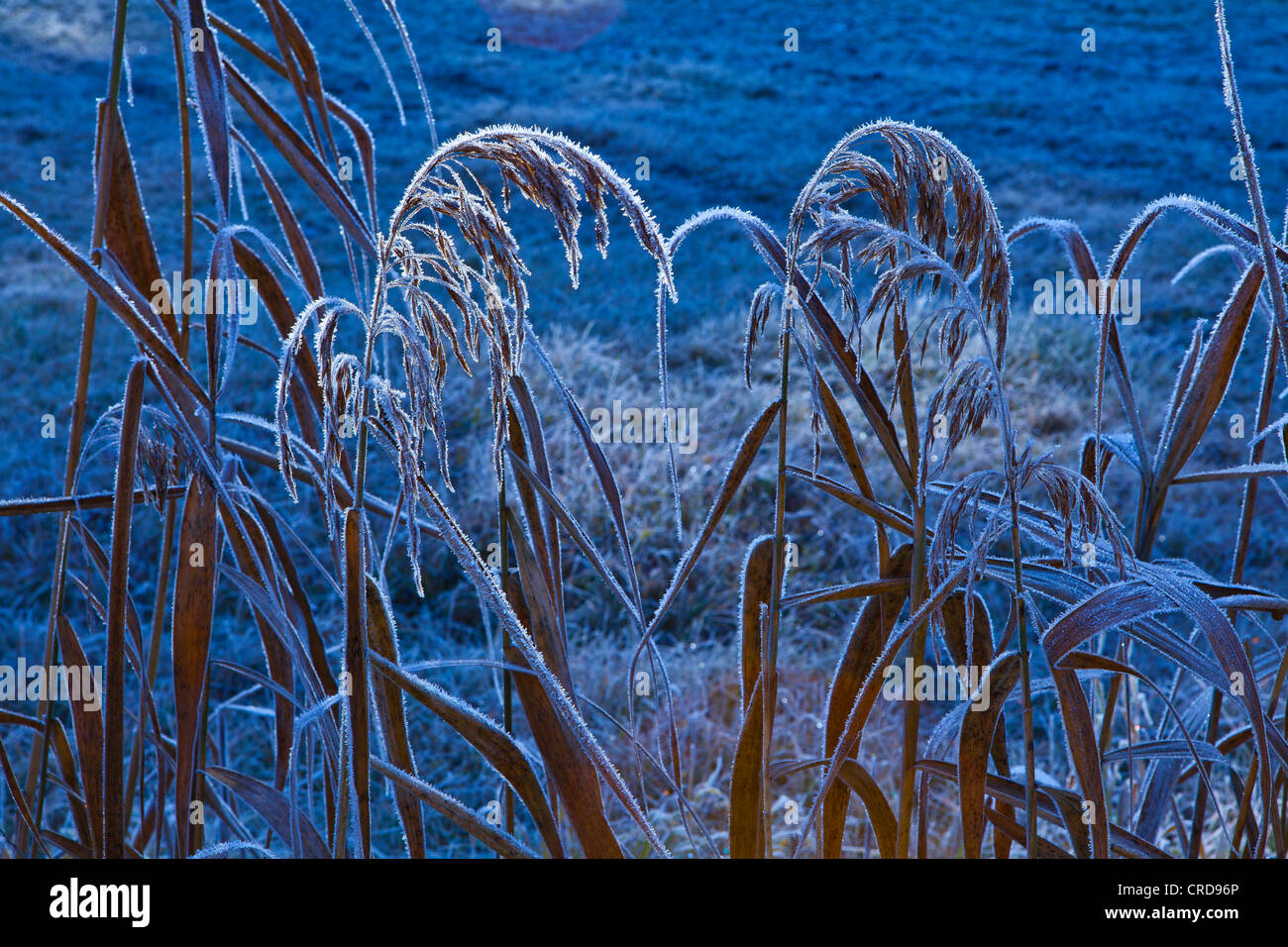 Covered reed hi-res stock photography and images - Alamy