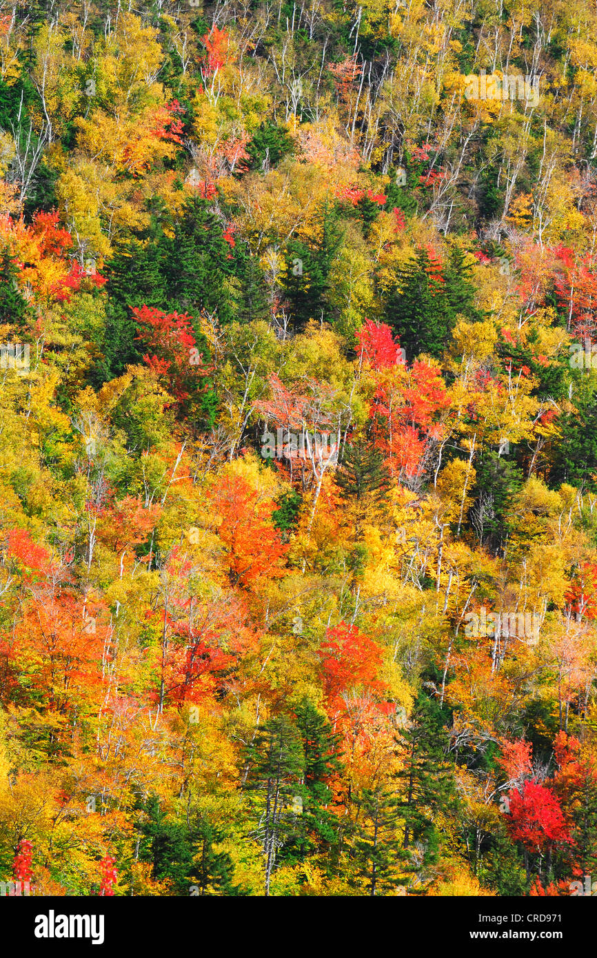 Coniferous broad leaved mixed forest hi-res stock photography and ...