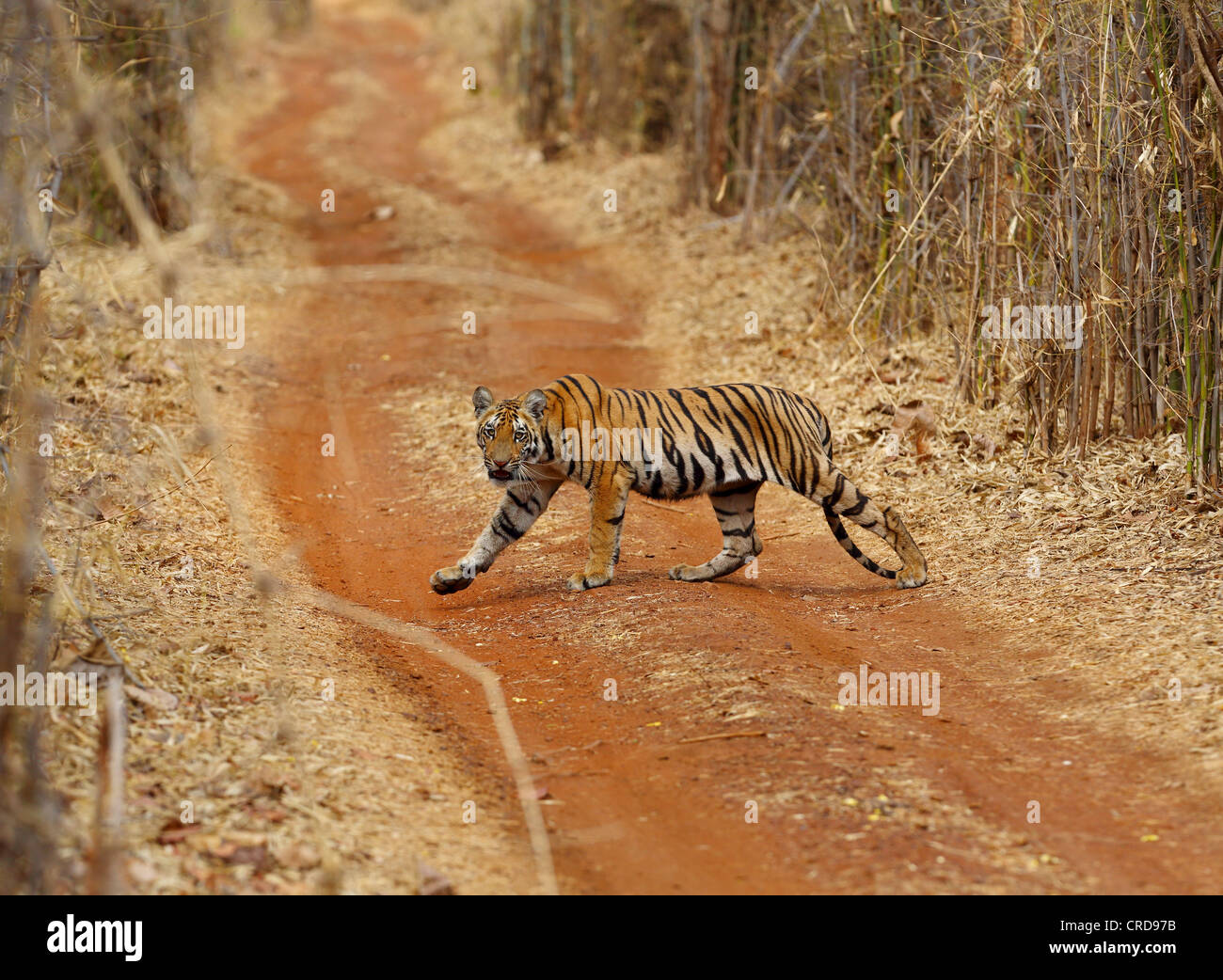 Young Bengal tiger stealthily crosses dirt track while staring into the ...