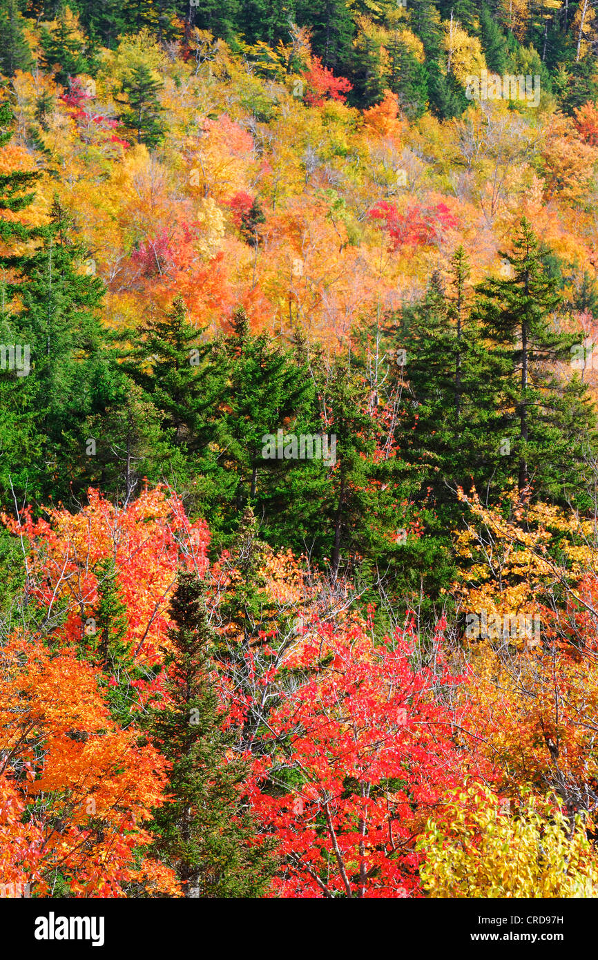 Deciduous forests new hampshire hi-res stock photography and images - Alamy