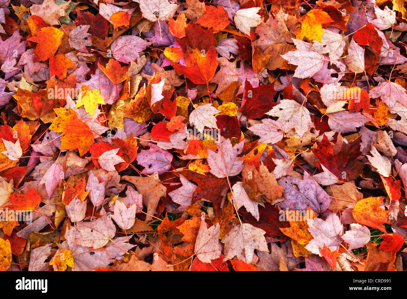 Fall maple leaves large images hi-res stock photography and images - Alamy