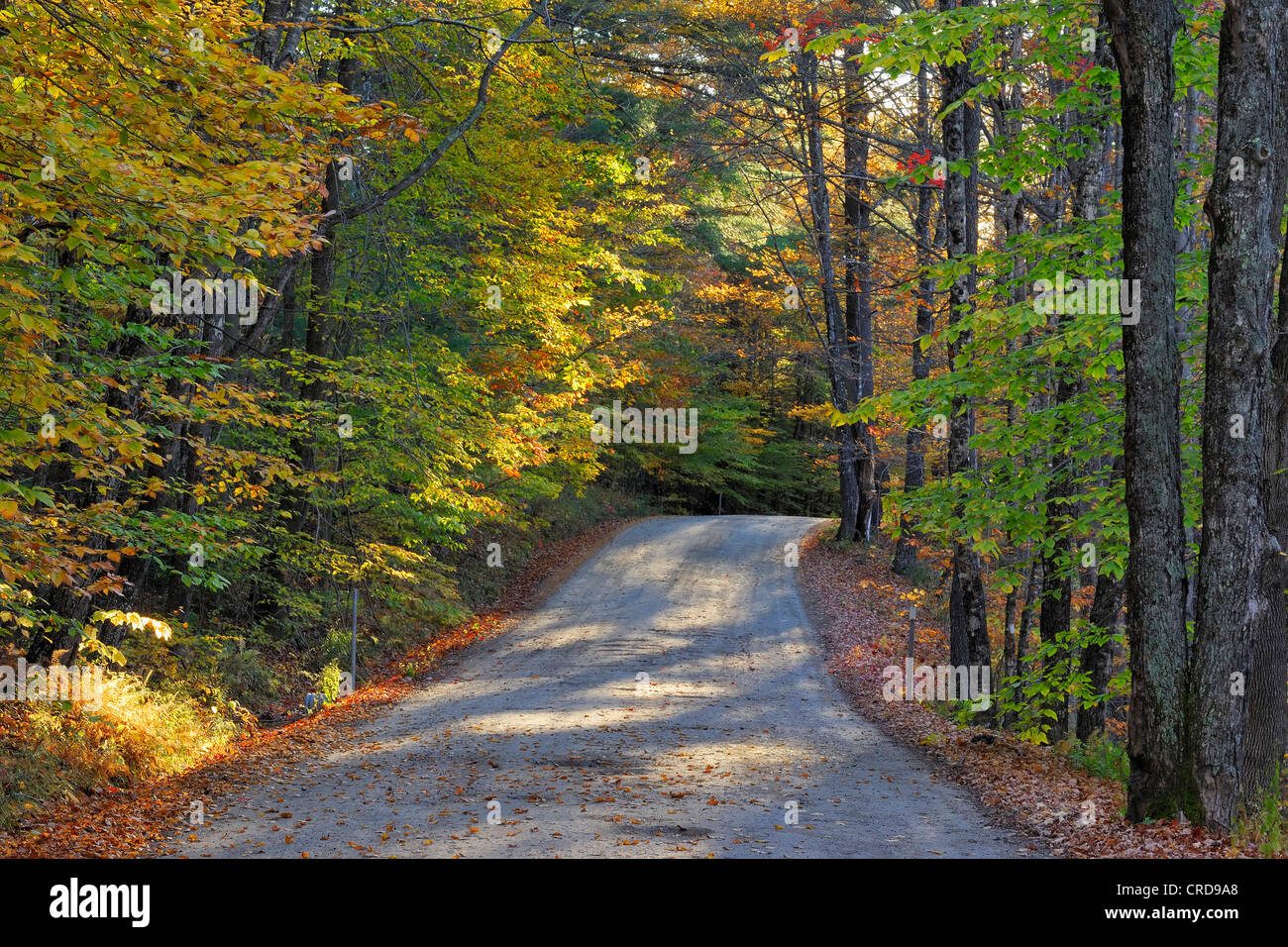 Deciduous forests new hampshire hi-res stock photography and images - Alamy