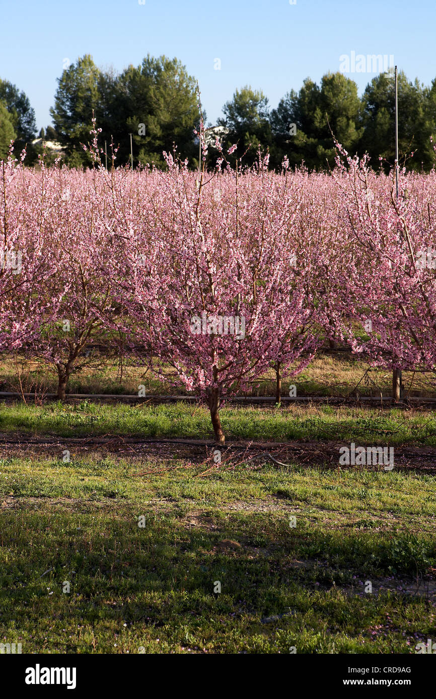 "Nectarine trees" with flowers in spring Stock Photo - Alamy