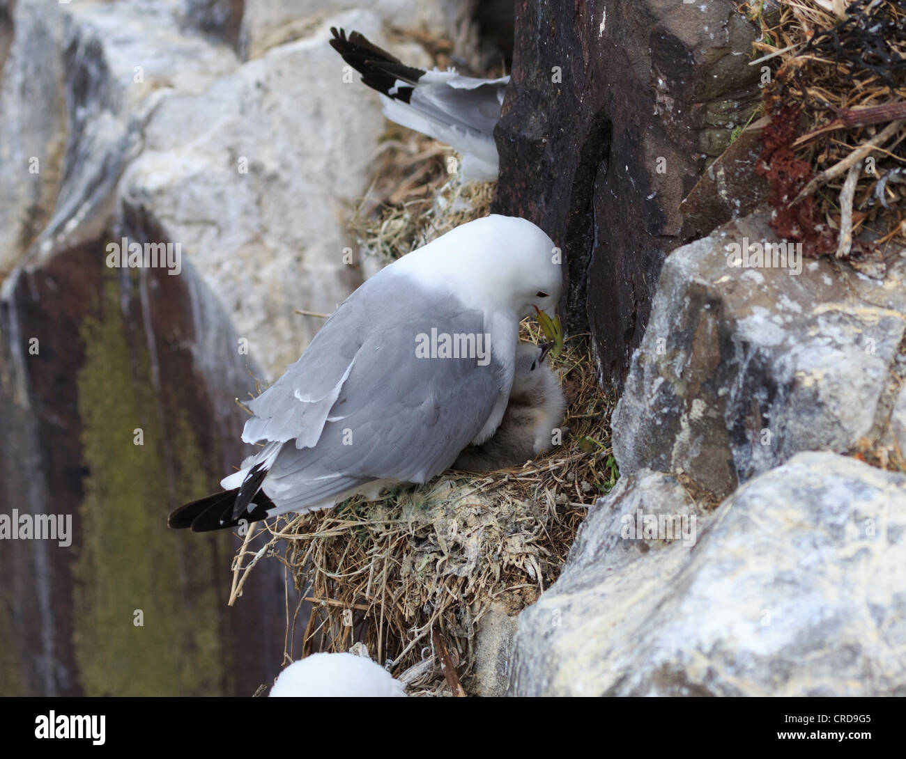 Kittiwake, Rissa tridactyla, nesting on a cliff in Farne Islands. One ...