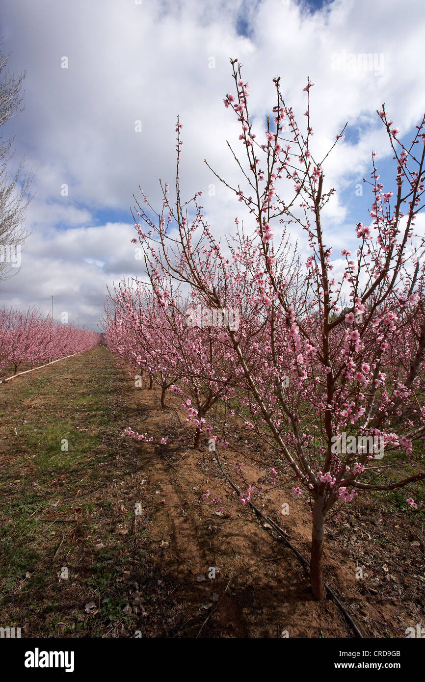 "Nectarine trees" with flowers in spring Stock Photo - Alamy